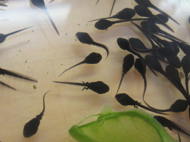 おたまじゃくし(゜゜)～｜埼玉県戸田市・さいたま市・川口市に認可保育園を運営【株式会社フロンティアキッズ】